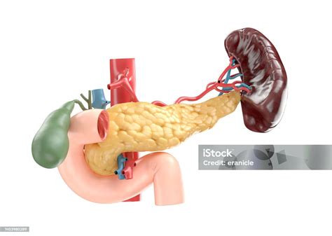 담낭 십이지장 비장 및 혈관이있는 인간 췌장의 현실적인 3d 그림 췌장에 대한 스톡 사진 및 기타 이미지 췌장 비장 3차원 형태 Istock