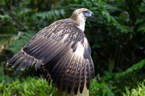 Philippine Eagle Adaptations Philippine Eagle Facts Nykg