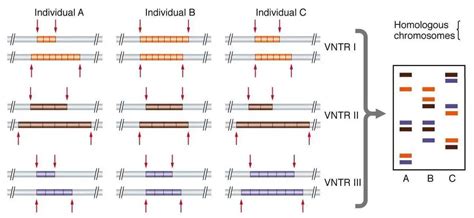 Dna Fingerprinting Steps And Applications • Microbe Online