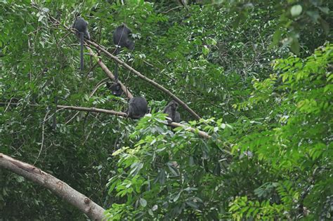 Sokokembang Forest Wild Habitat Of Javan Langur Swaraowa