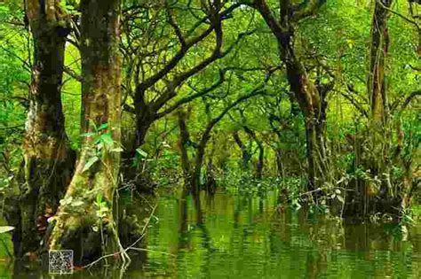 Swamp Forests Types Of Swamp Forests