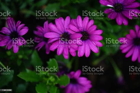 Purple Flowers In Public Park With Green Background Wallpaper Stock