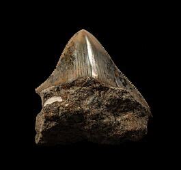 West Java Meg Tooth 68 For Sale Buried Treasure Fossils