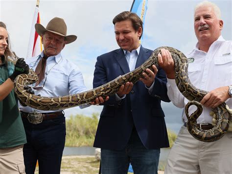 Burmese Pythons In Florida: Are They Still A Problem? - Vườn Bưởi Tư Trung