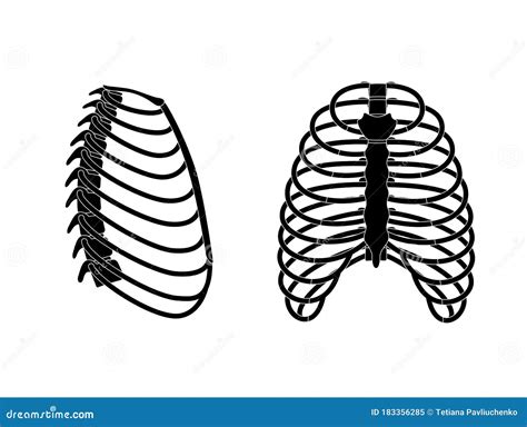 Rib Cage Anatomy Labeled Vector Illustration Diagram CartoonDealer Com 173088532