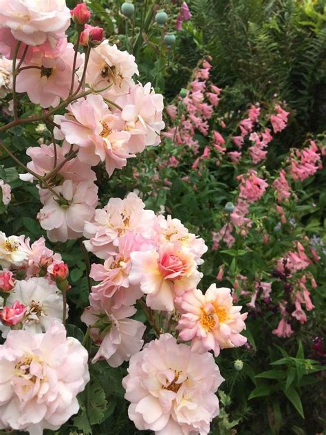 Great Companion Plants For A Cottage Garden Roses Susan Rushton