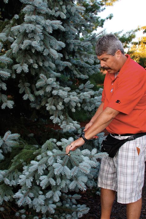Five Common Pruning Mistakes And How To Fix Them Fine Gardening