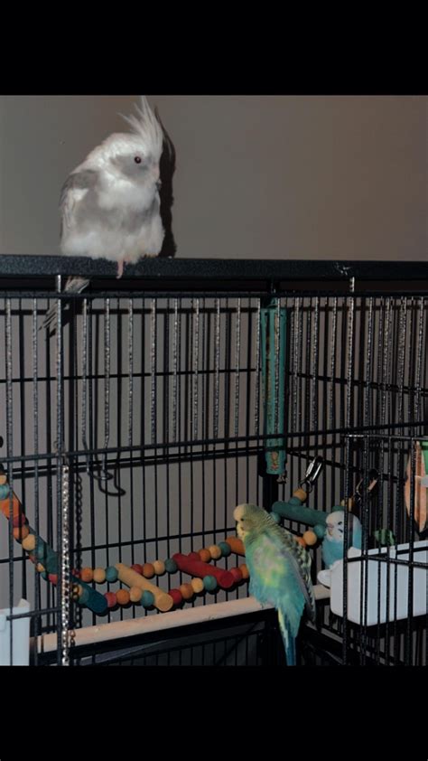 Tiny Elvis Is King Of The Keets Ike And Tina Rcockatiel