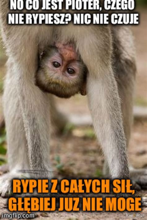 Pioter Najlepsze Memy Zdjęcia Y I Obrazki Kwejk Pl