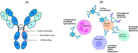 Structural And Functional Features Of Isotype G Immunoglobulins Igg Download Scientific