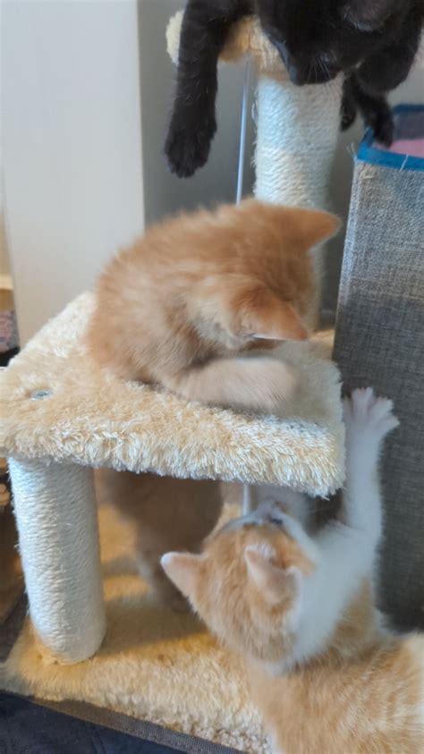 Smol Void Witnesses Vicious Display By Smol Ginger And Sensibly Chooses To Flee R