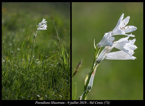 Paradisea Liliastrum