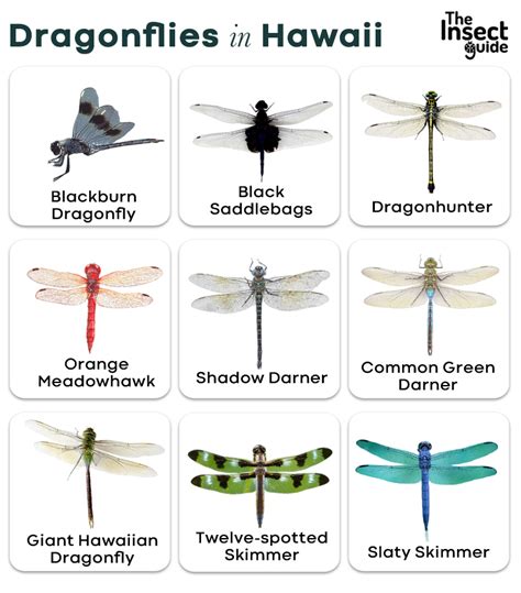 List Of Common Types Of Dragonflies In Hawaii With Pictures