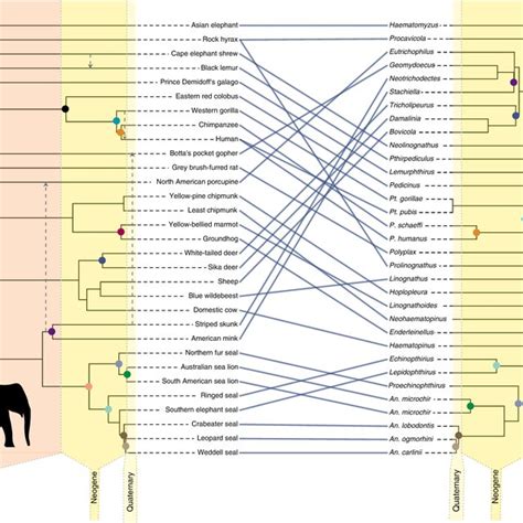 Phylogenetic Tree From Maximum Likelihood Analysis Of The Concatenated Download Scientific