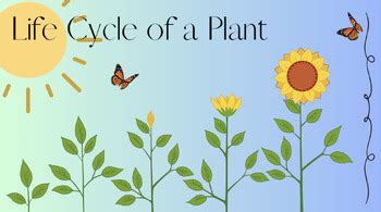 Life Cycle Of A Plant Slides Powerpoint Presentation TPT