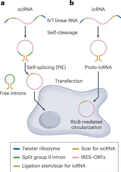 Expanded Toolkits For Rna Circularization Nbe