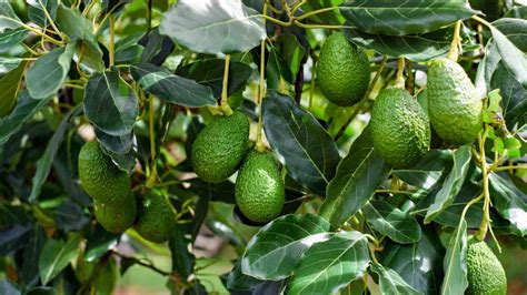 How To Grow And Care For An Avocado Tree Complete Guide