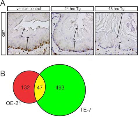 Figure 1 From Uva Dare Digital Academic Repository A Close Up Of