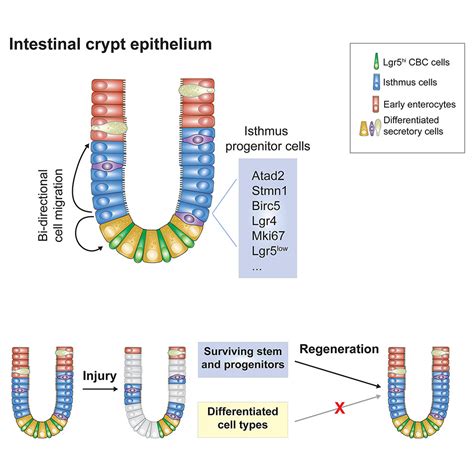 Isthmus Progenitor Cells Contribute To Homeostatic Cellular Turnover