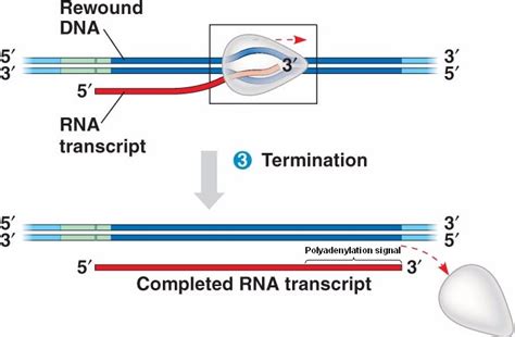 Dna Transcription On Emaze