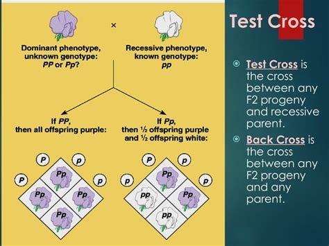 G8 Science Q4 Week 3 Patterns Of Inheritanceppt Genetics Science