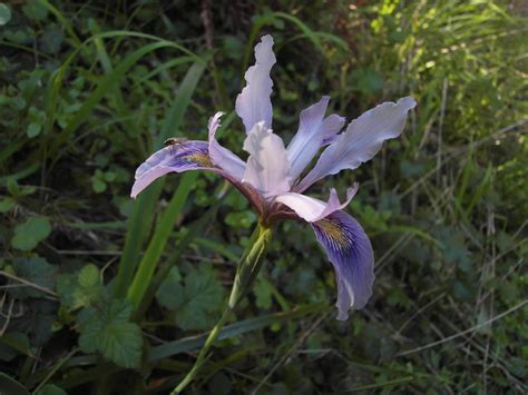 Iris Douglasiana Douglas Iris R Wildflowers