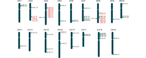 Chromosomal Location Of 61 Vviap Genes Each Gene Was Mapped In The