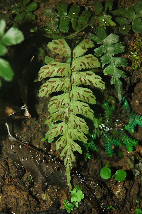 Asplenium Subnormale Aspleniaceae