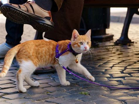 Как правильно надеть поводок или шлейку на кошку - Petstory