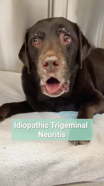 Southeast Veterinary Neurology On Linkedin Idiopathic Trigeminal Neuritis