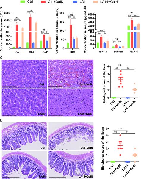 Lactobacillus Acidophilus Structure