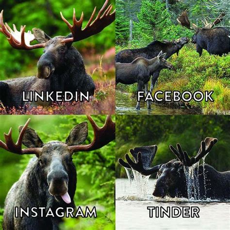 The 27 Funniest Moose Memes Ranked