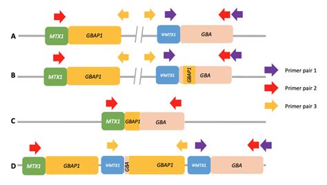 Using Dragen For Gaucher And Parkinson Disease Research Resolving Gba1 Variants Using Pcr Free