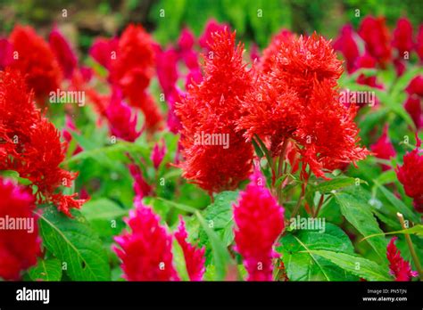 Varieties Of Colorful Celosia Plumosa Flowers Commonly Known As The