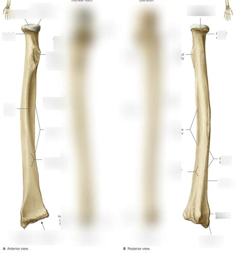 Radius Diagram Quizlet