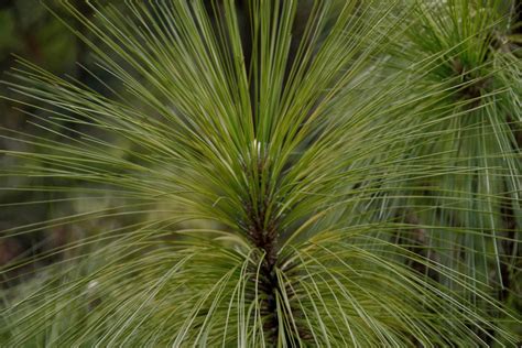 Making An Impact With Longleaf Pine One Tree Planted