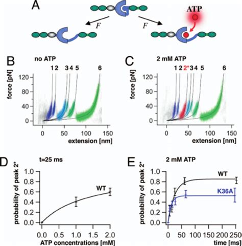 Sarcomeric Location And Structure Of The Investigated Tk Protein Download Scientific Diagram