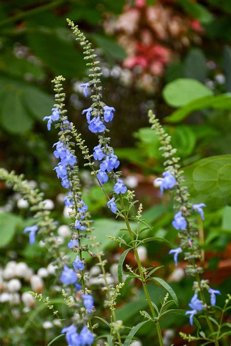 Salvia Azurea Prairie Sage Meristem