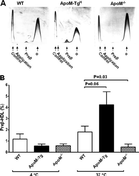 Apom Affects Lcat Independent Interconversion Of ␣ Hdl To Pre  Hdl Apom Affects Lcat Independent Interconversion Of ␣ Hdl To Pre  Hdl