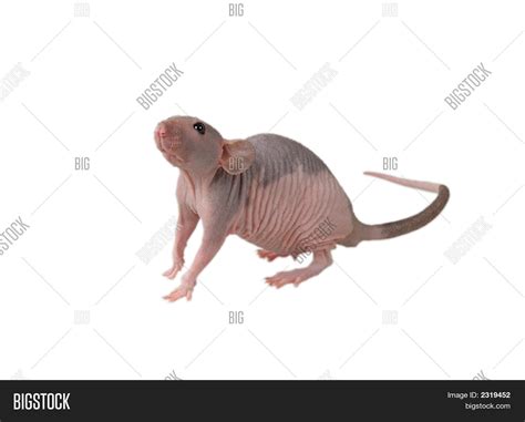 Naked Mouse Image Photo Free Trial Bigstock