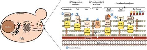Frontiers Yeast Surface Display System Strategies For Improvement And Biotechnological