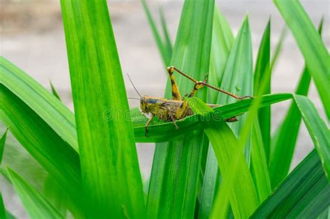 A Close Up Of A Bright Yellow Locust Insect With Large Eyes And Long