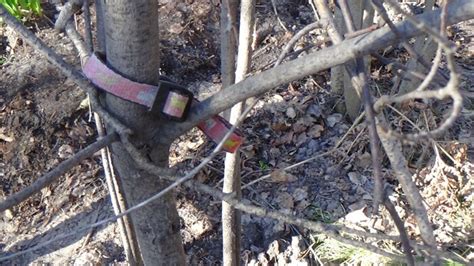 Кладбище домашних животных Пикабу