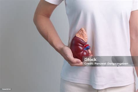 해부학적 인간 신장 부신 모델을 들고 있는 여성 비뇨기계 및 결석의 질병 암 세계 신장의 날 만성 신장 및 장기 기증자의 날 개념 콩팥 내부 기관에 대한 스톡 사진 및 기타
