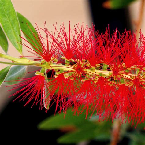 Plants Of Bottlebrush Macarthur Callistemon Viminalis T O G