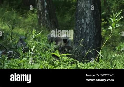 Species Semnopithecus Entellus Stock Videos And Footage Hd And 4k Video Clips Alamy