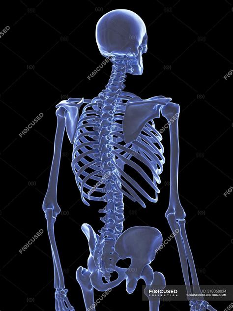 Anatomy Of Human Skeleton Thorax Bones Computer Illustration
