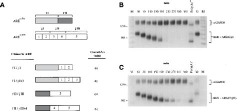 Functionally Overlapping Domains Exist Between The C Fos And C Jun Download Scientific Diagram