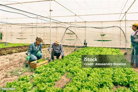 온실에서 상추와 채소를 수확하는 다인종 농부들 농장 사람들의 라이프스타일 개념 경작지에 대한 스톡 사진 및 기타 이미지 경작지 노인 농부 Istock