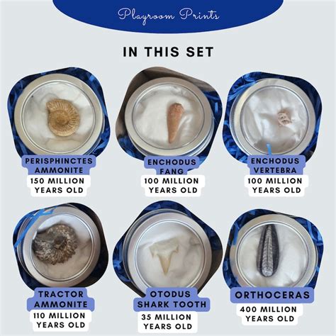 Real Fossil Set 6 Ocean Fossils Dinosaur And Paleontology Learning